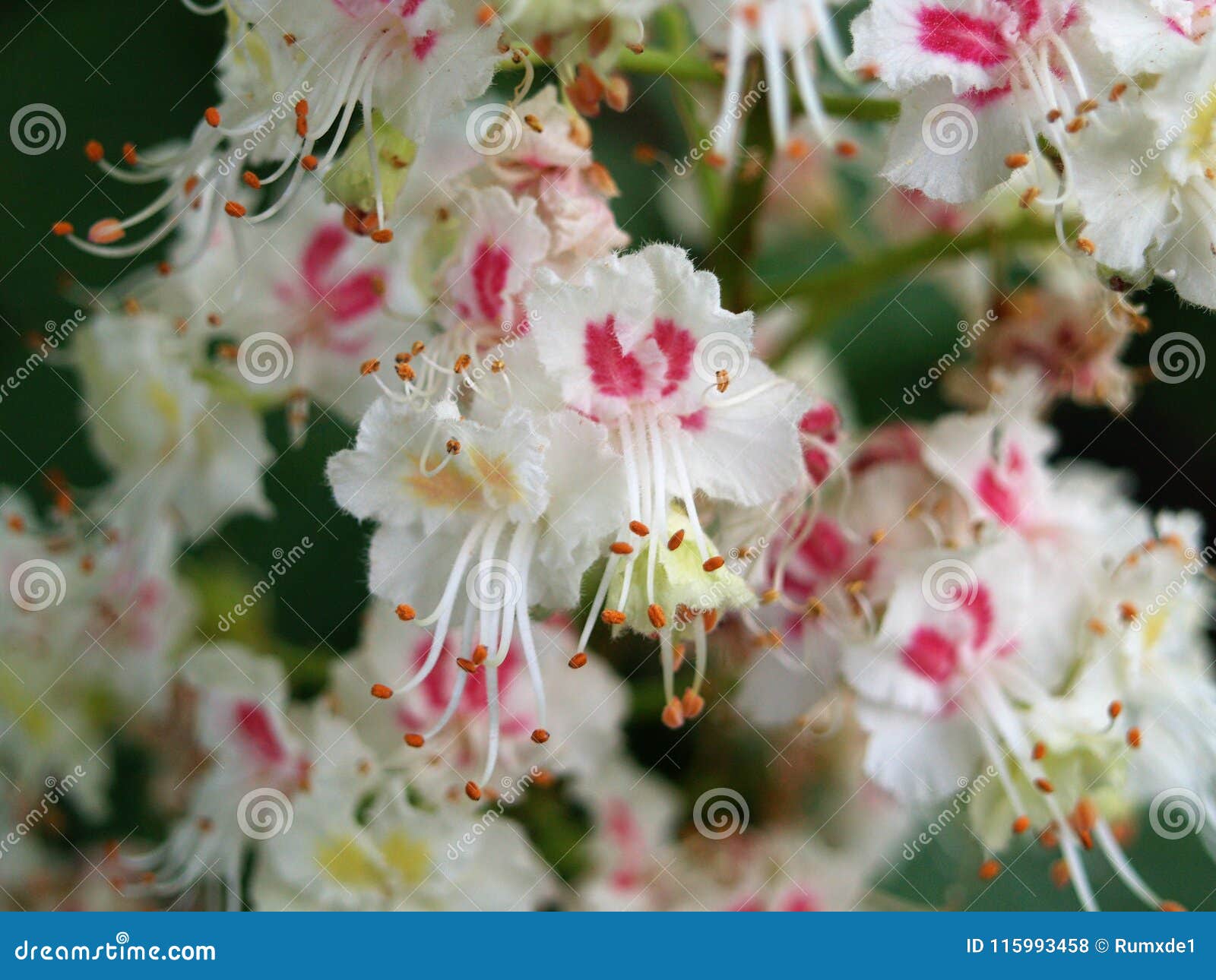 Chestnut in full Bloom stock photo. Image of castanea - 115993458