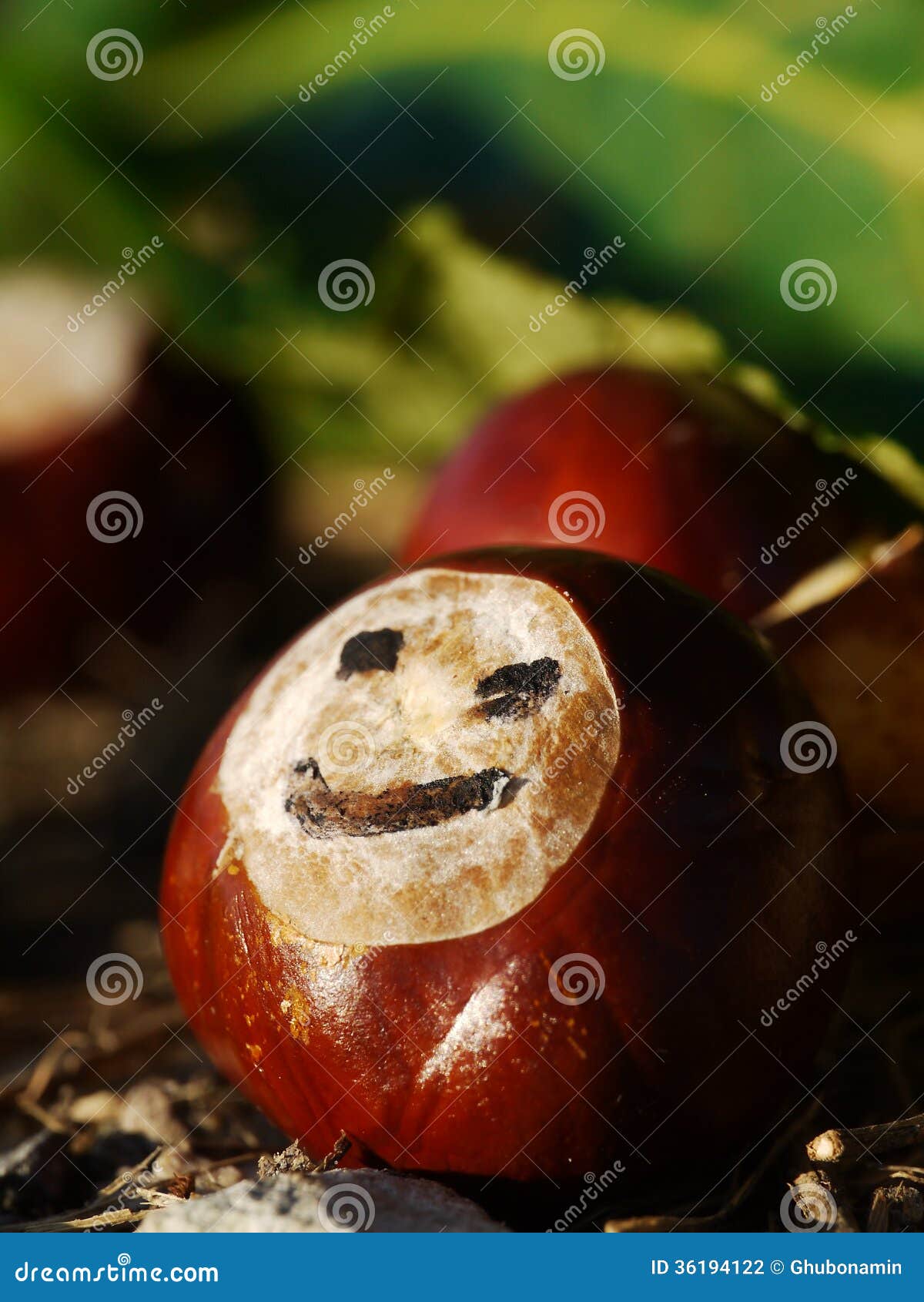 Chestnut funny face stock photo. Image of broken, horse - 36194122