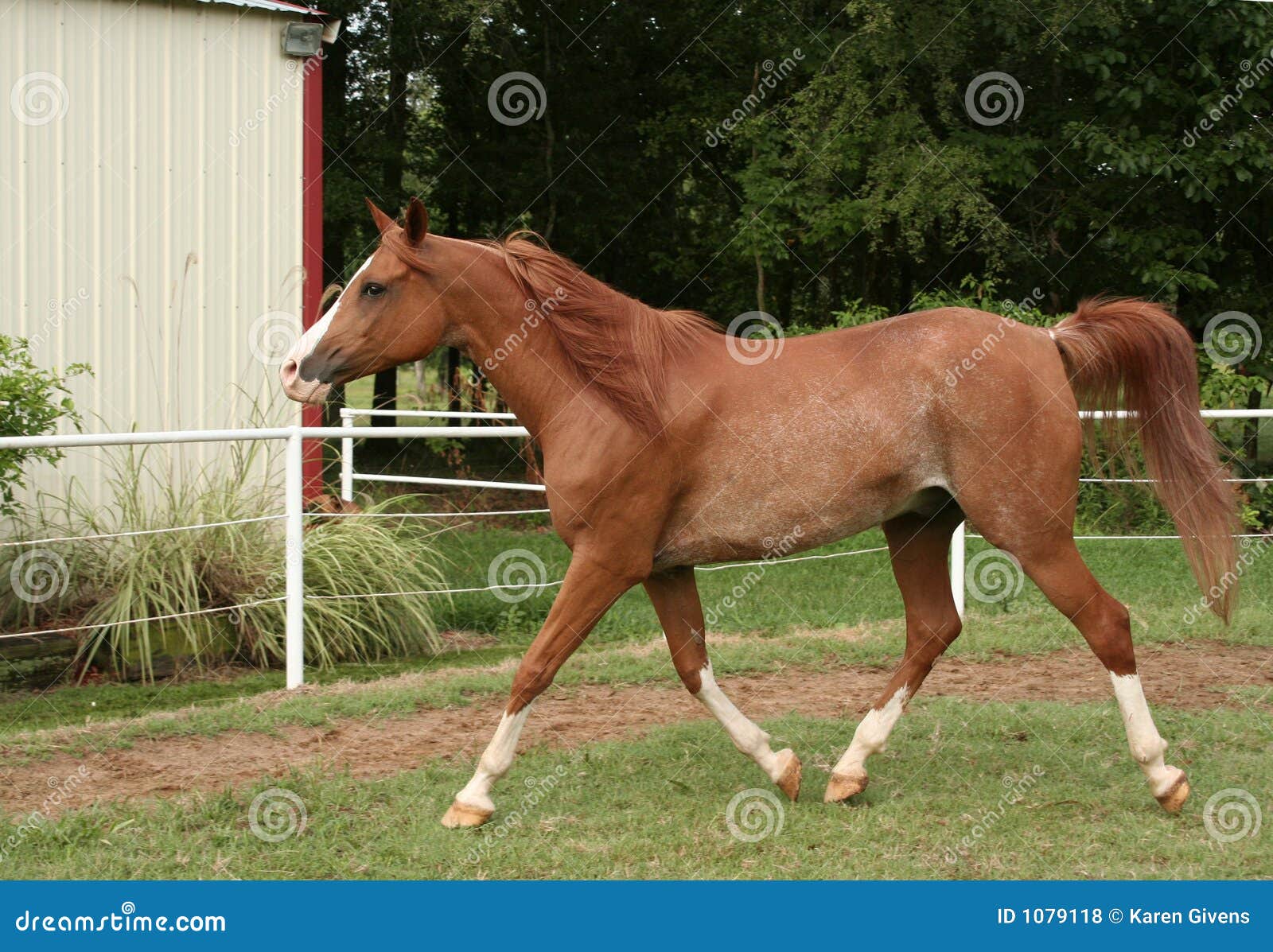 Chestnut Gelding Trotting stock photo. Image of equine - 1079118