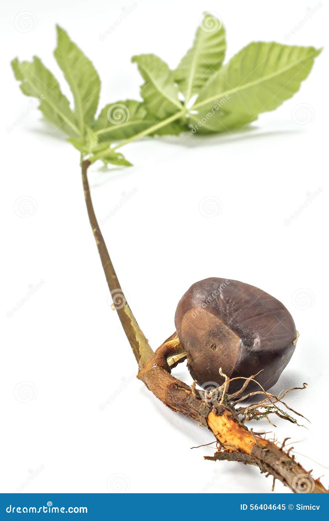 Germinated Chestnut Tree Stock Photos - Free & Royalty-Free Stock ...