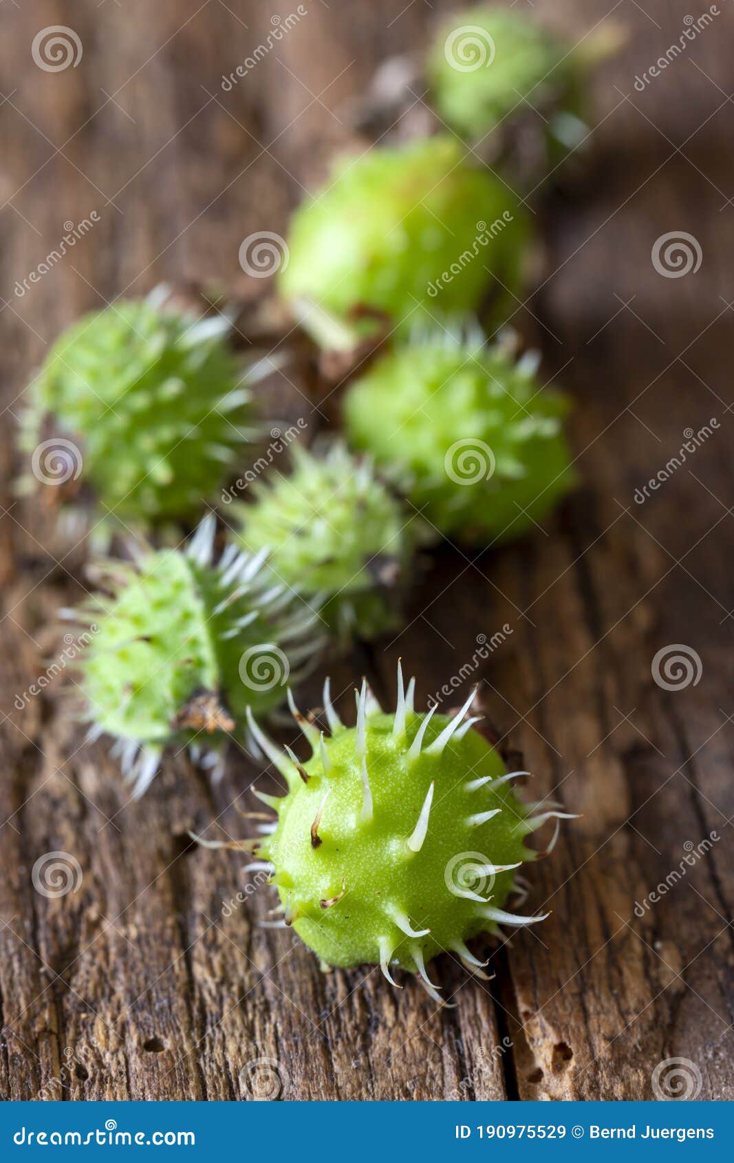 Chestnut stock image. Image of outdoors, spiked, edible - 190975529