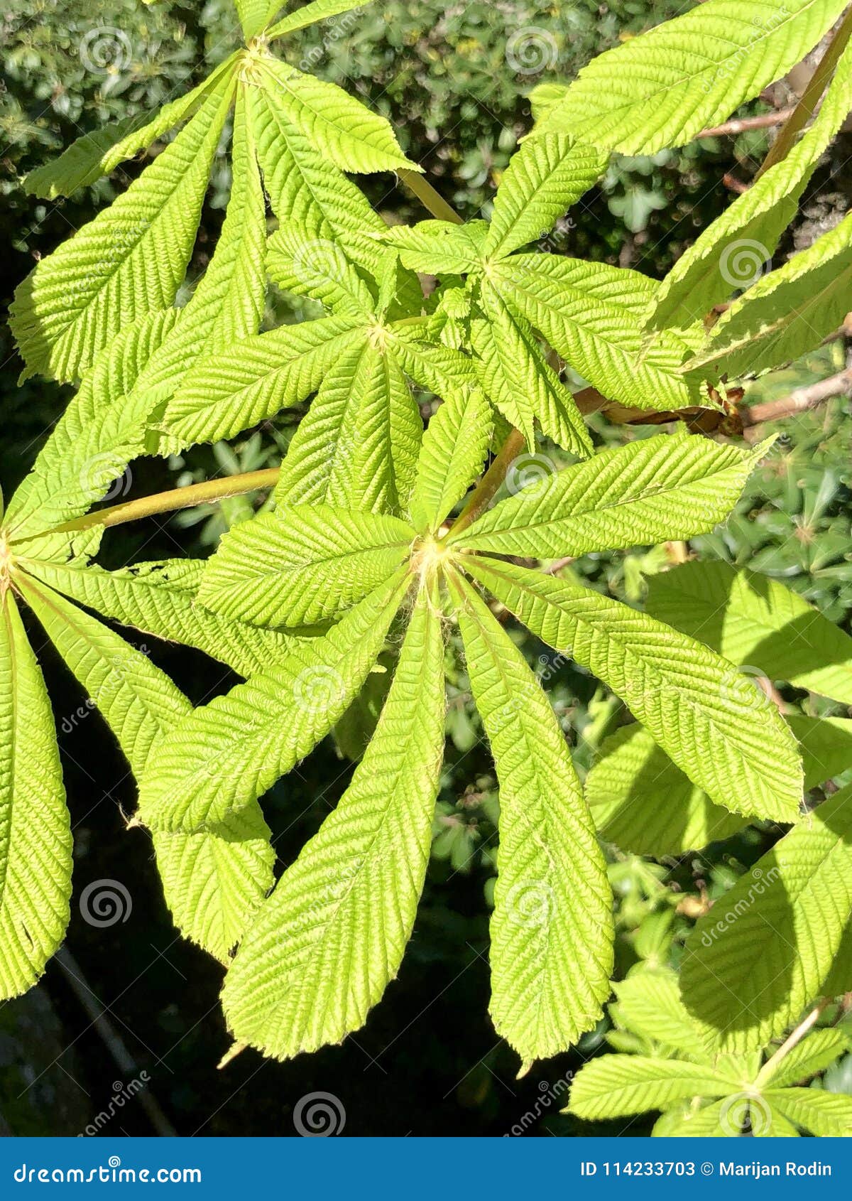 Chestnut green color stock image. Image of green, color - 114233703