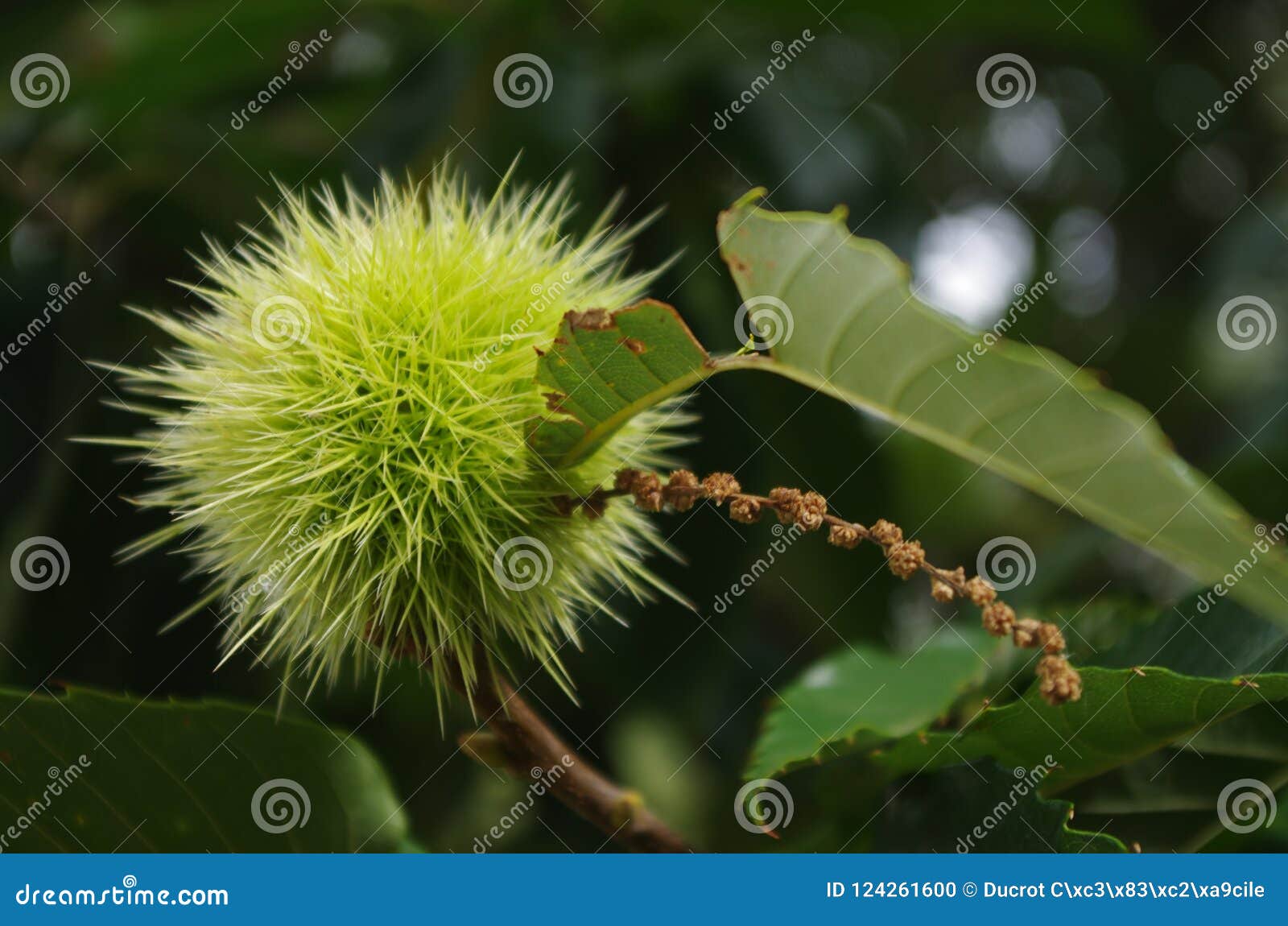 Chestnut stock photo. Image of shell, nuts, green, chestnut - 124261600