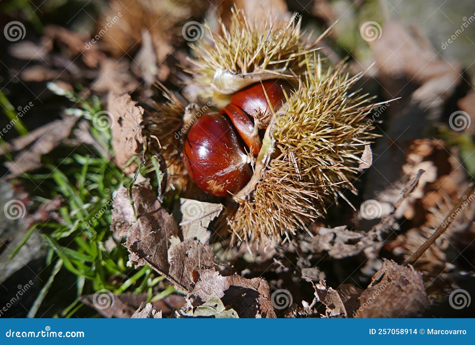 Chestnut on the ground stock photo. Image of forest - 257058914