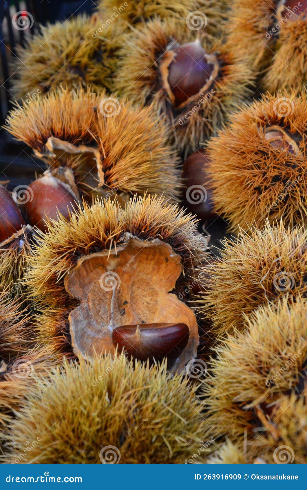 Chestnut Harvest Close Up with the Nutshell, Exotic Food. Stock Image ...