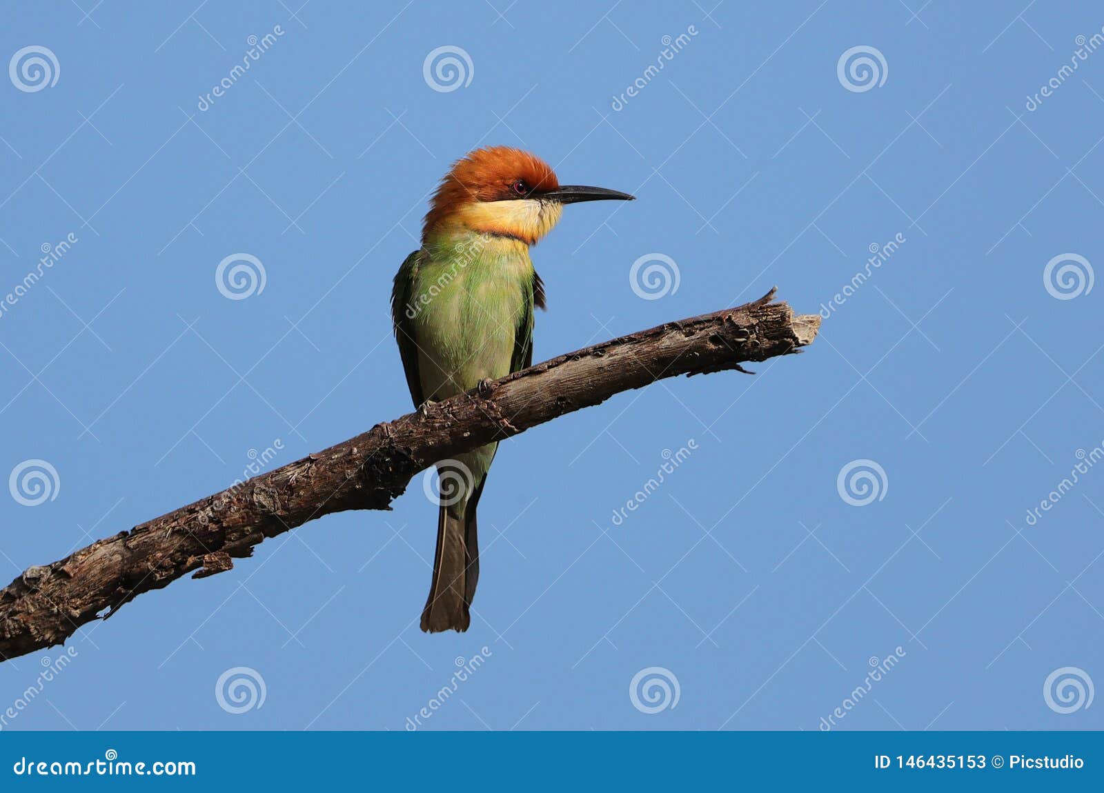 Chestnut-headed bea-eater stock image. Image of migrant - 146435153