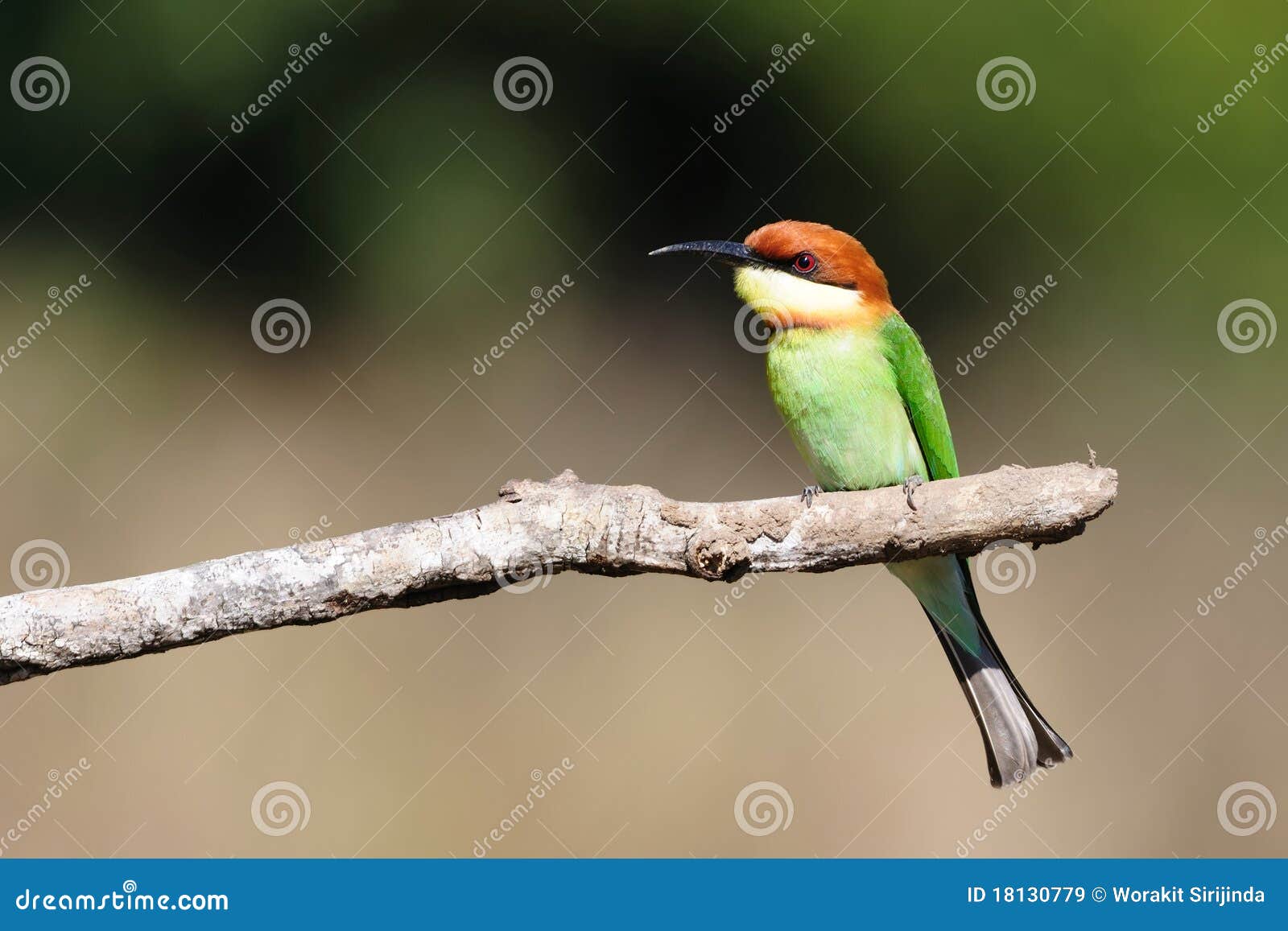 Chestnut Headed Bee Eater stock image. Image of perching - 18130779