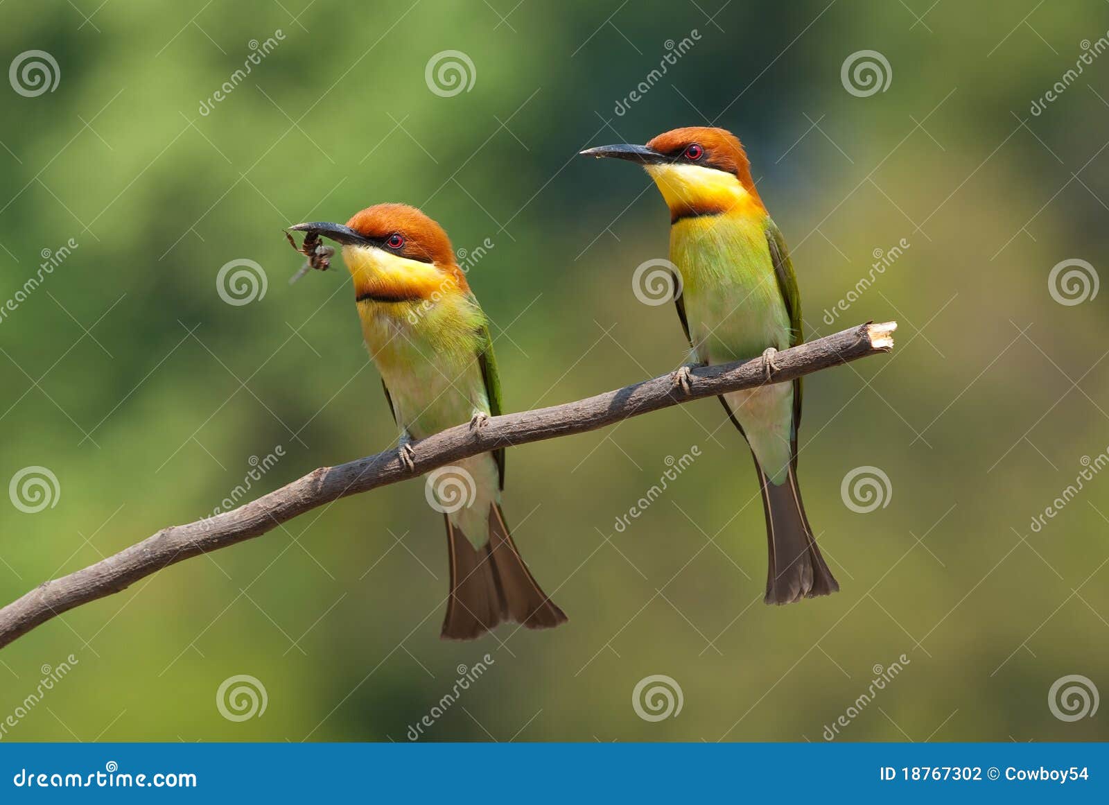 Chestnut-headed bee-eater stock photo. Image of country - 18767302