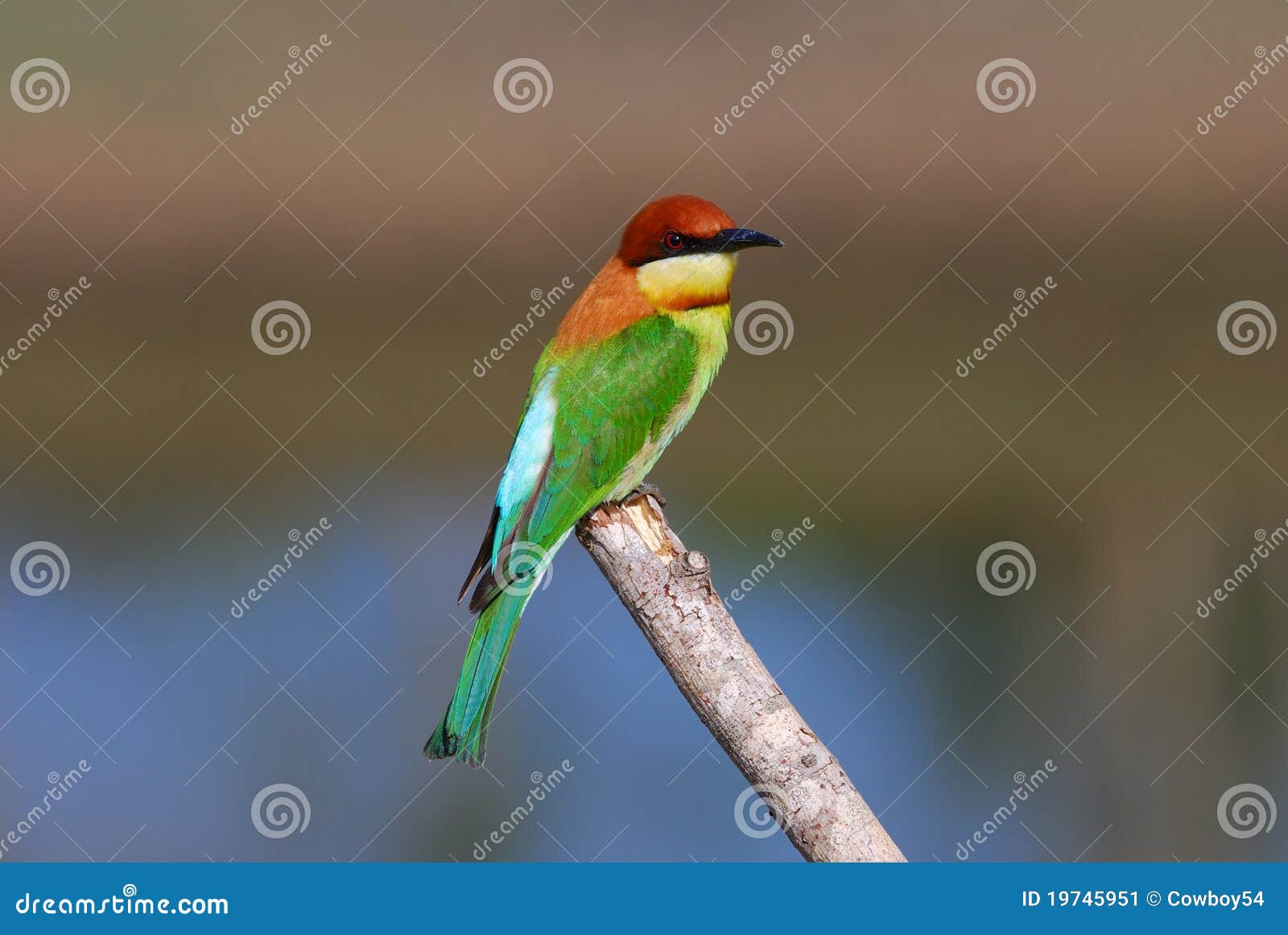 Chestnut headed bee eater stock image. Image of feather - 19745951