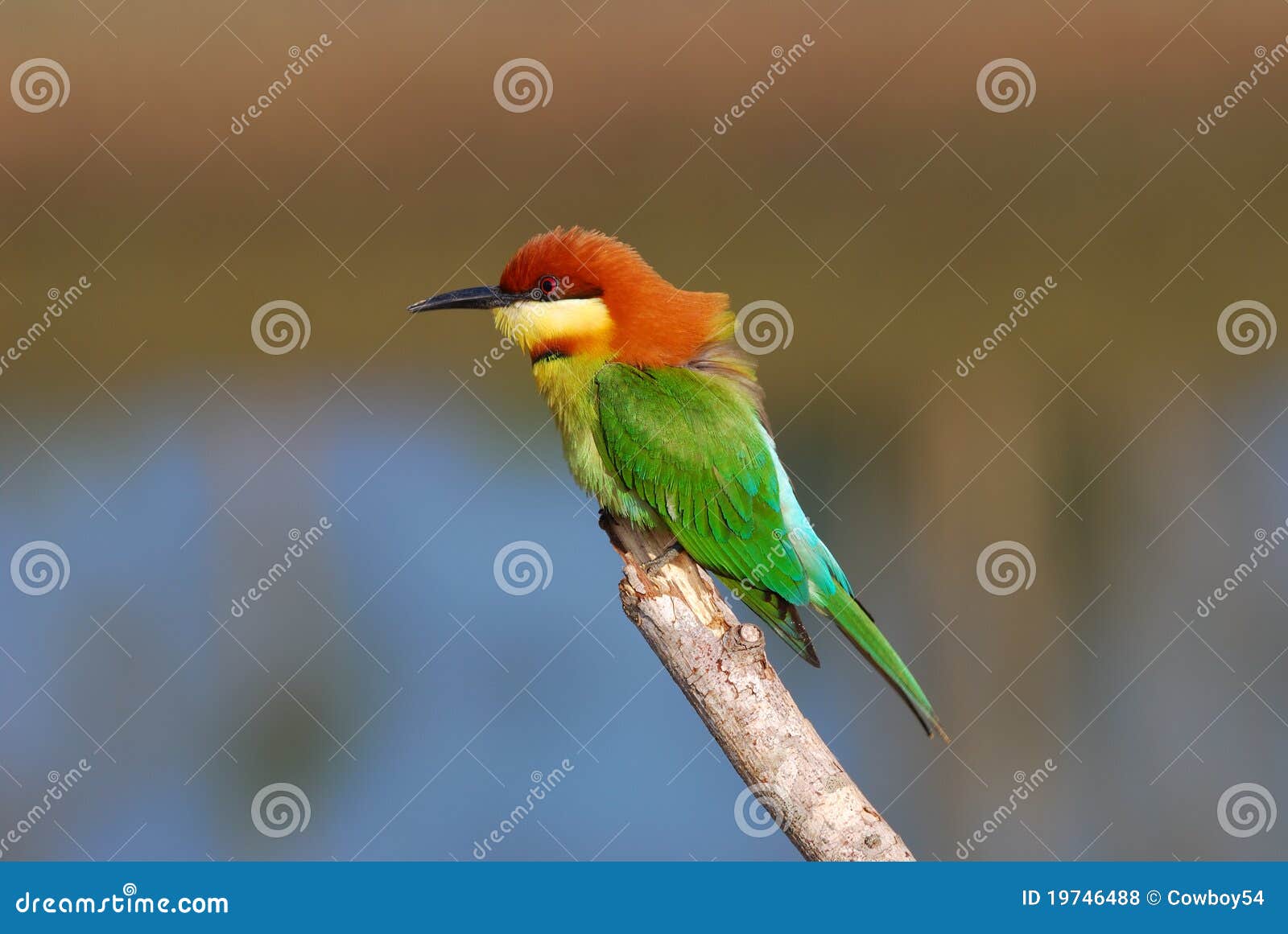 Chestnut headed bee eater stock photo. Image of wild - 19746488