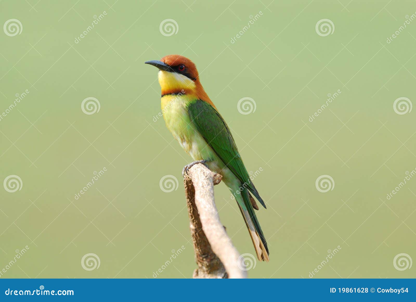 Chestnut headed bee eater stock photo. Image of feather - 19861628