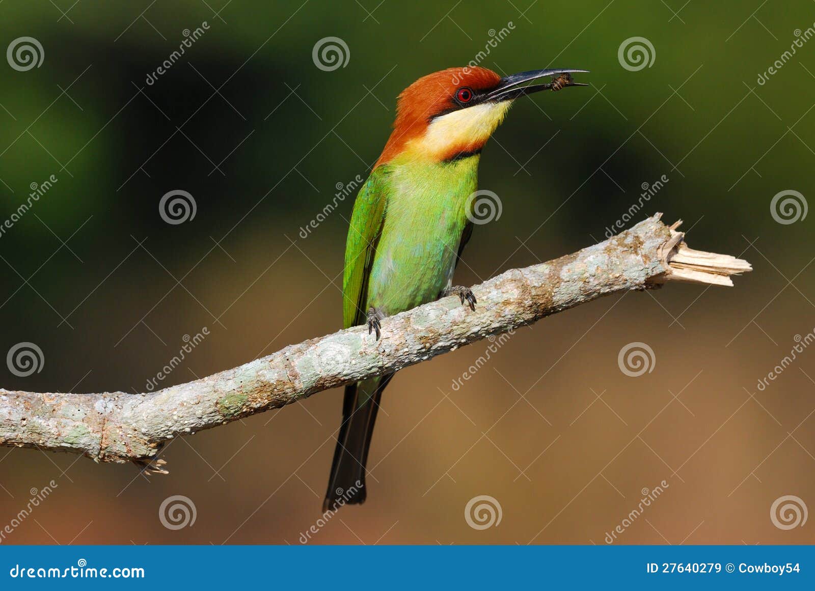 Chestnut headed bee eater stock image. Image of tropical - 27640279