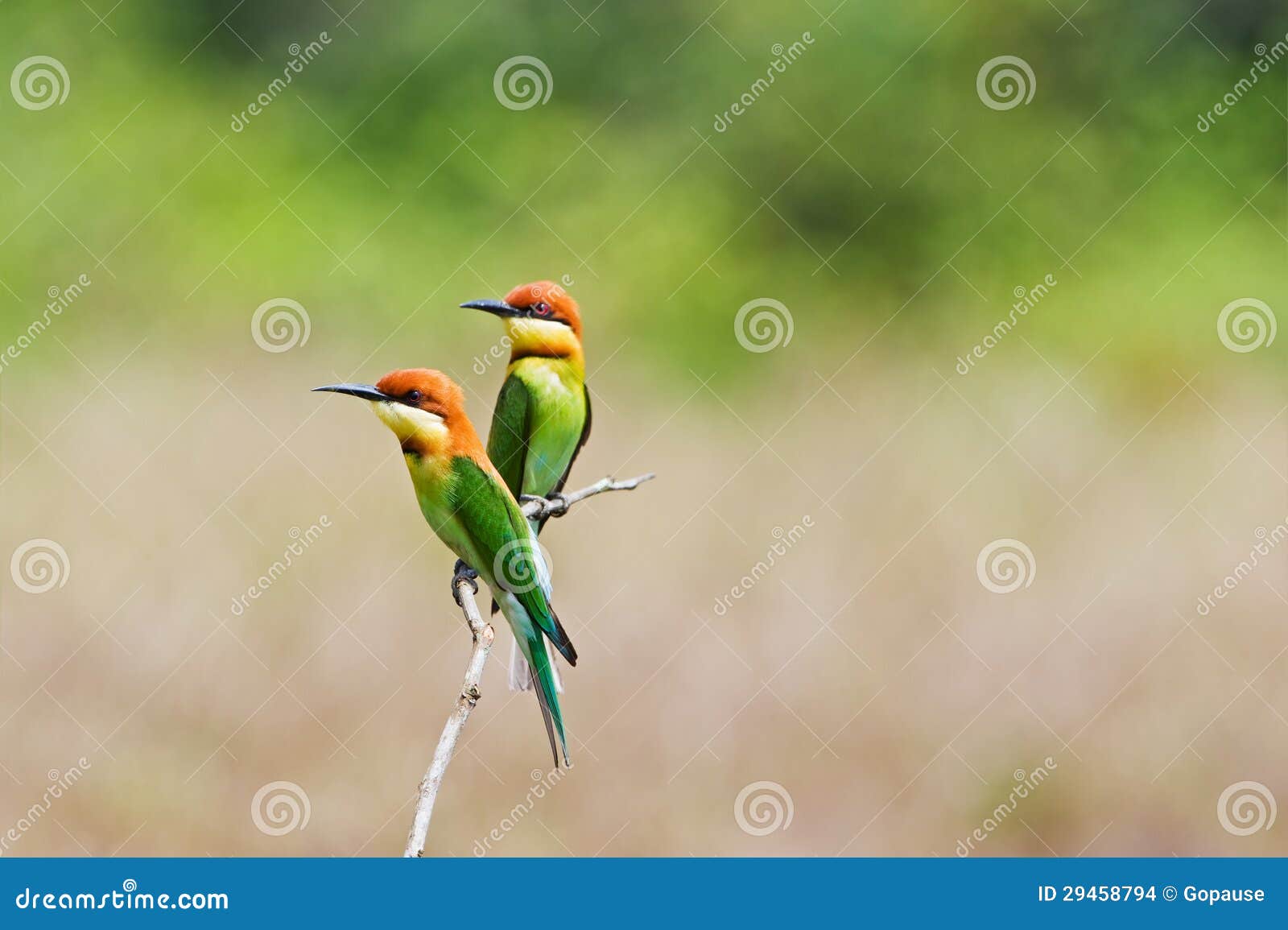 Chestnut-headed Bee-eater stock photo. Image of bird - 29458794