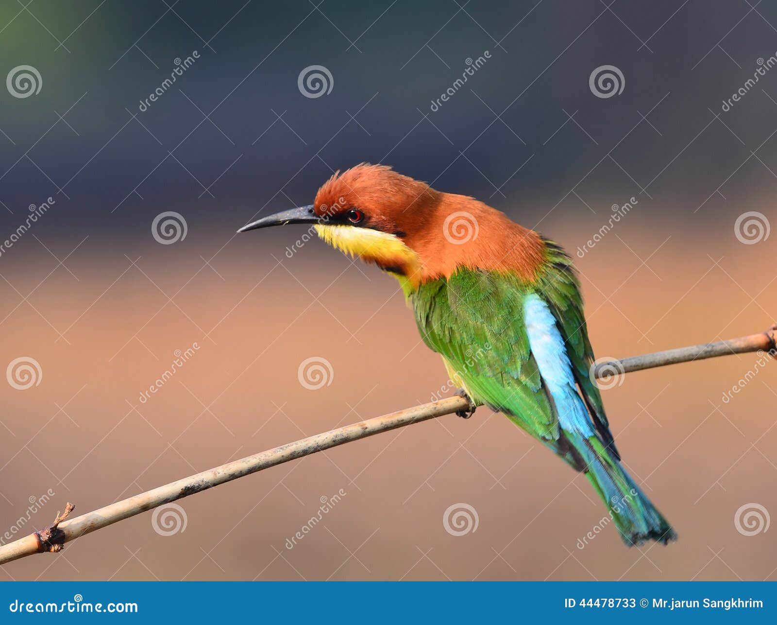 Chestnut-headed Bee-eater stock image. Image of black - 44478733