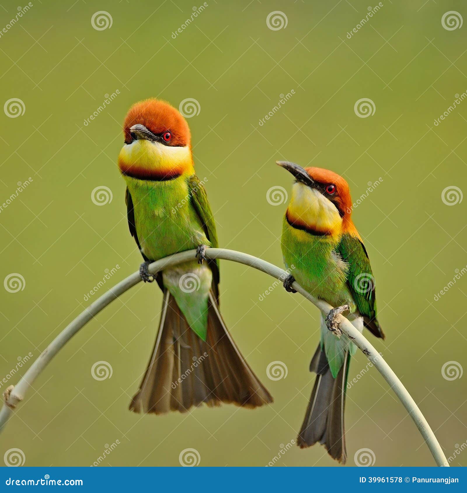 Chestnut-headed Bee-eater stock photo. Image of nature - 39961578