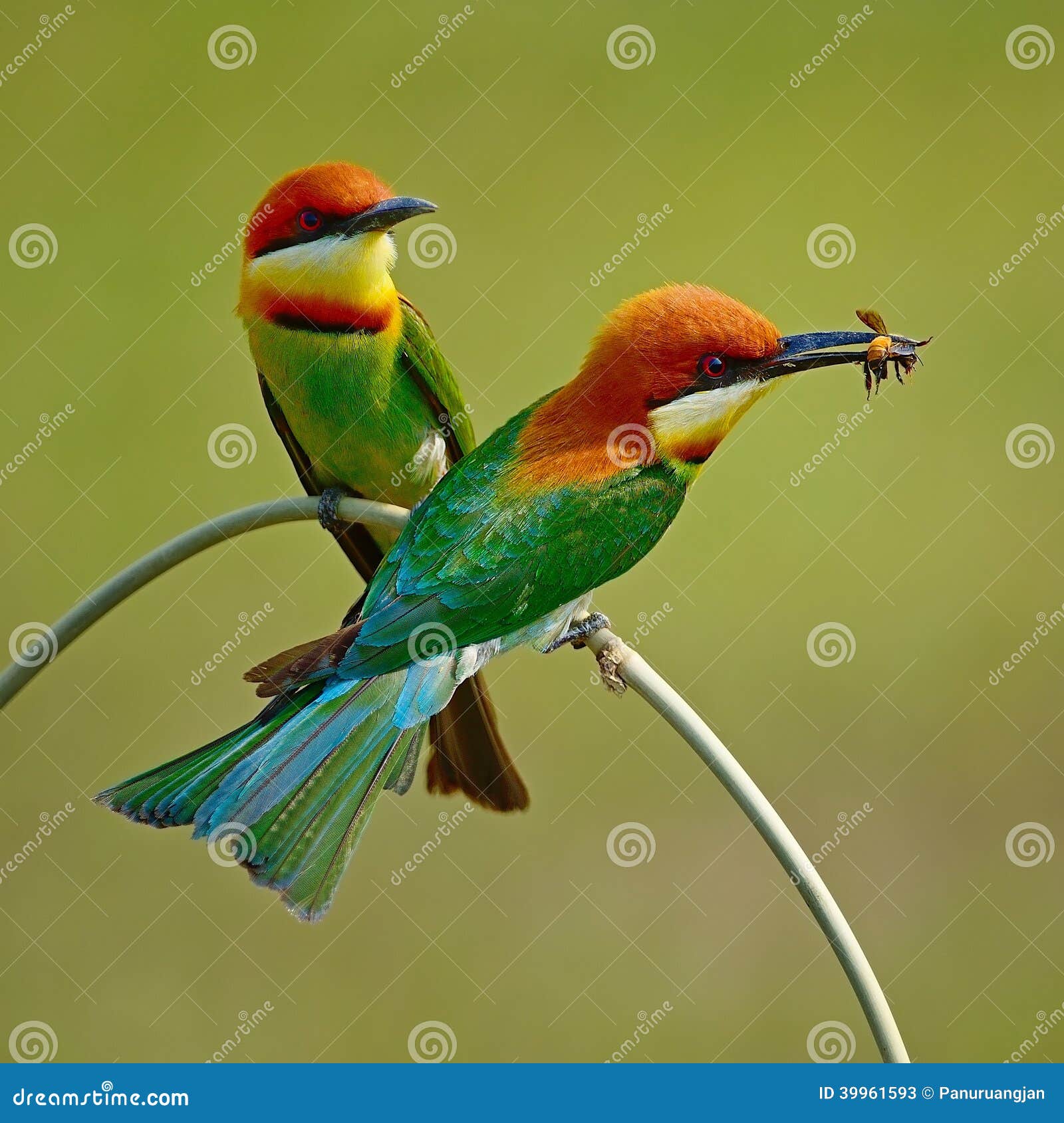 Chestnut-headed Bee-eater stock image. Image of wild - 39961593