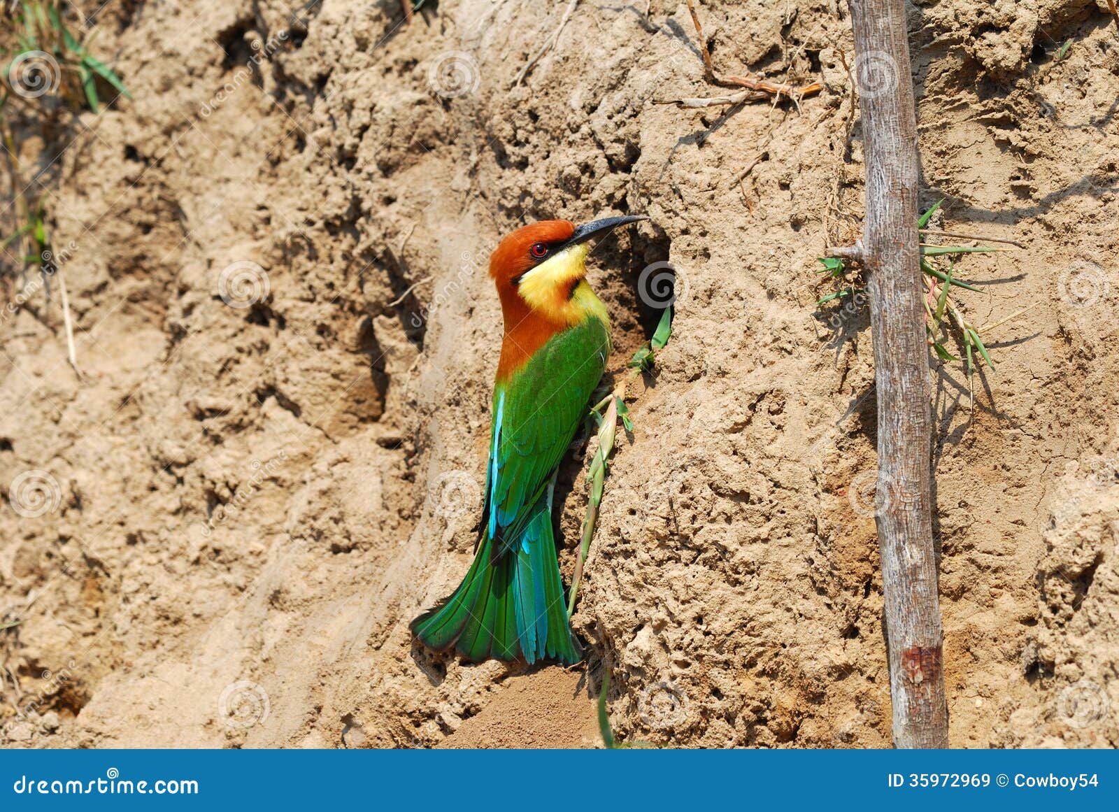 Chestnut headed bee eater stock image. Image of beautiful - 35972969
