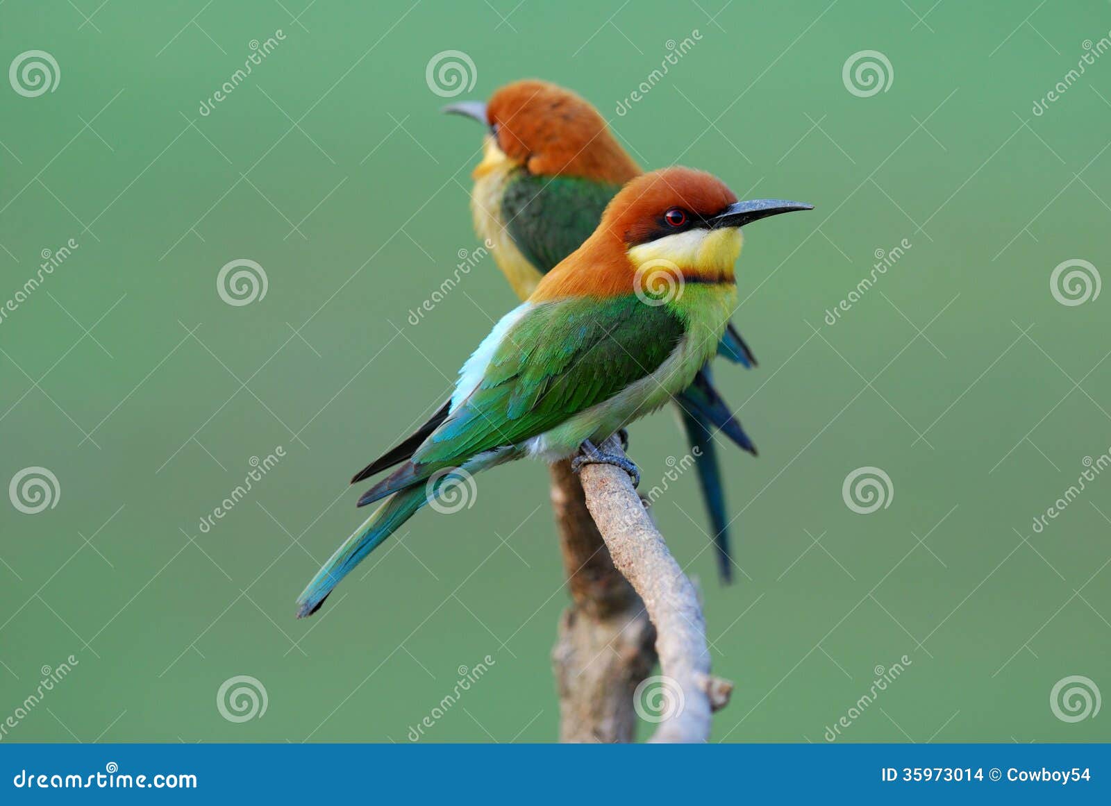 Chestnut headed bee eater stock photo. Image of eyes - 35973014