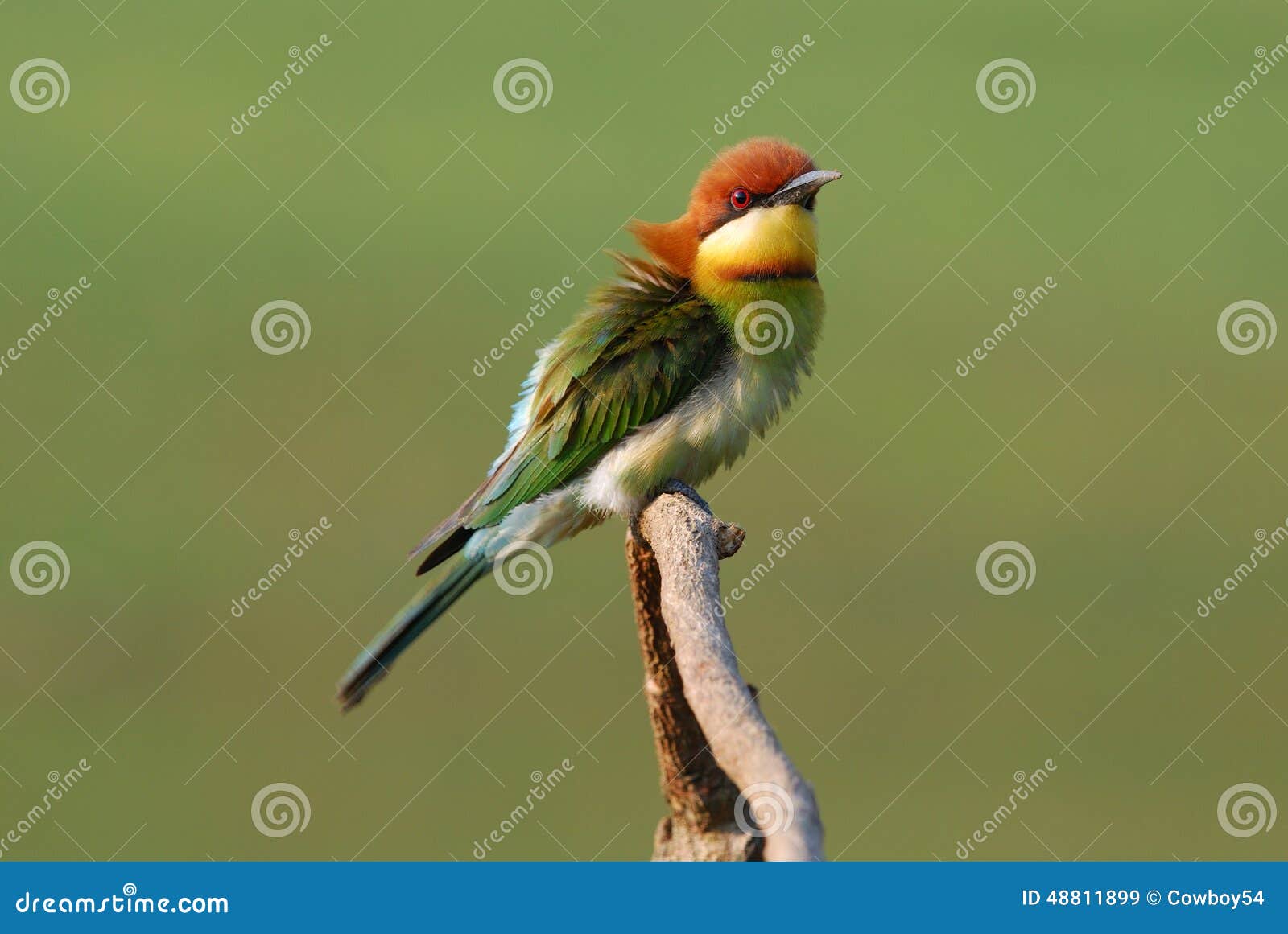 Chestnut headed bee eater stock image. Image of animal - 48811899