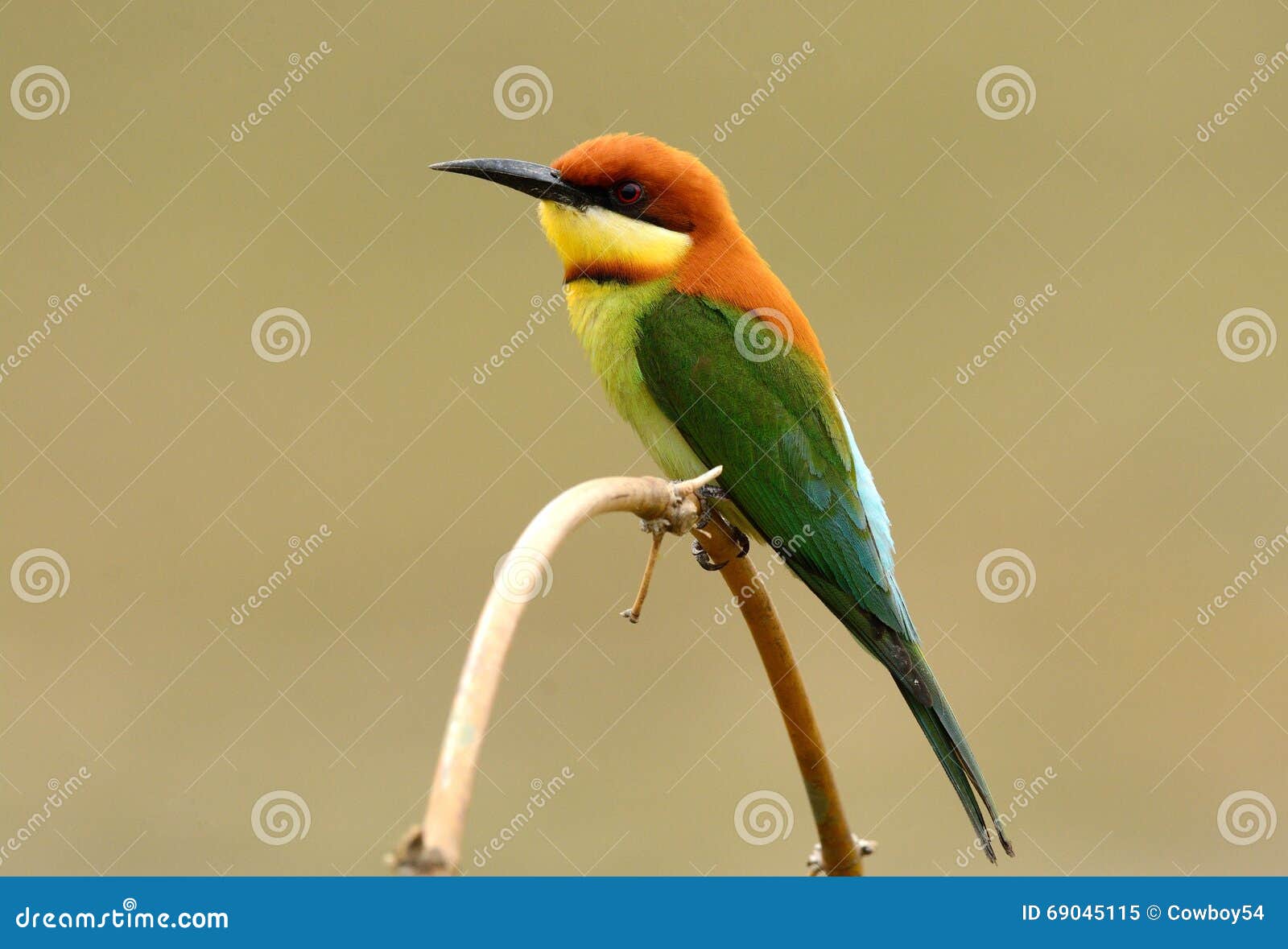 Chestnut headed bee eater stock image. Image of asia - 69045115
