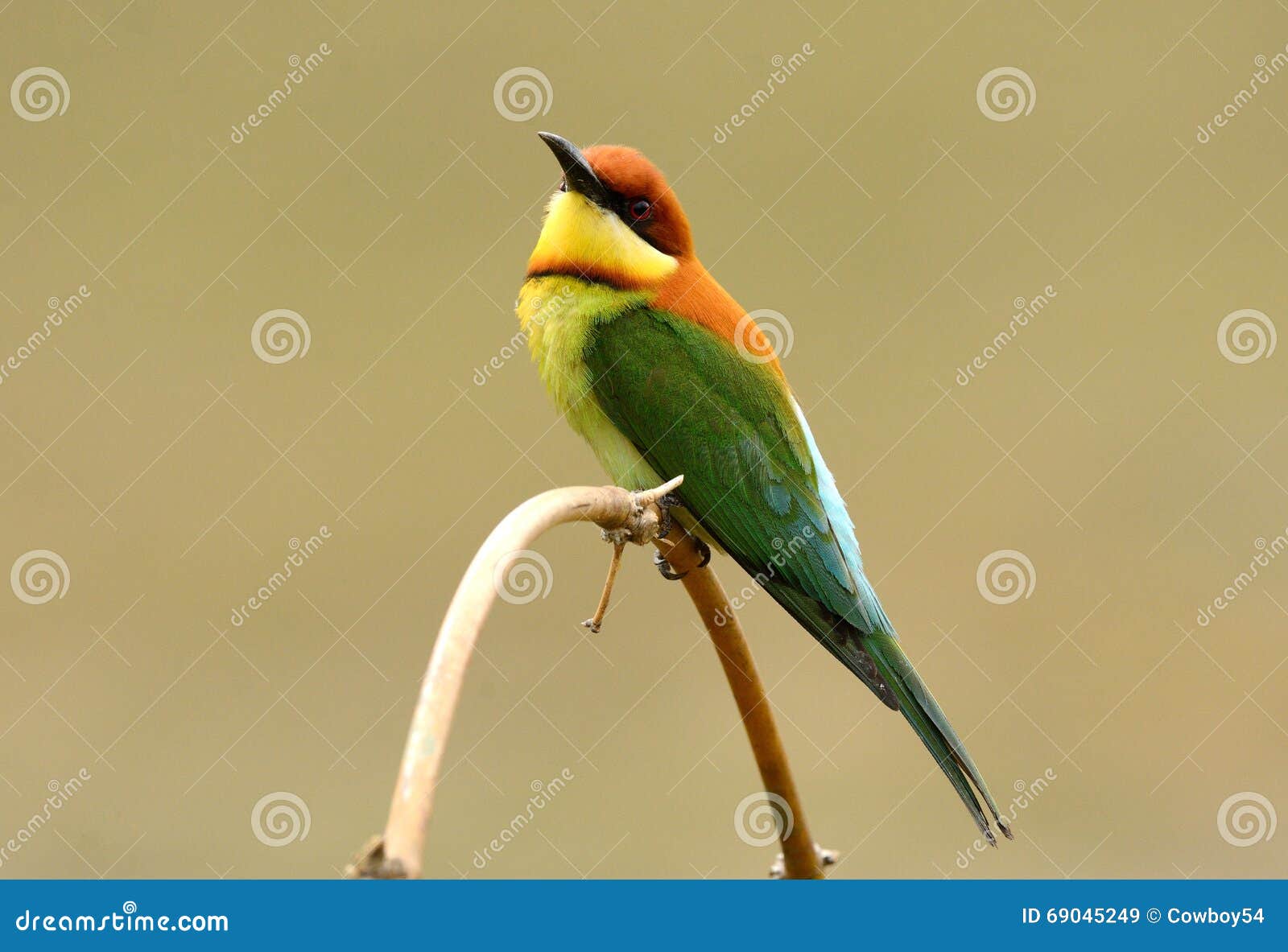 Chestnut headed bee eater stock image. Image of exotic - 69045249