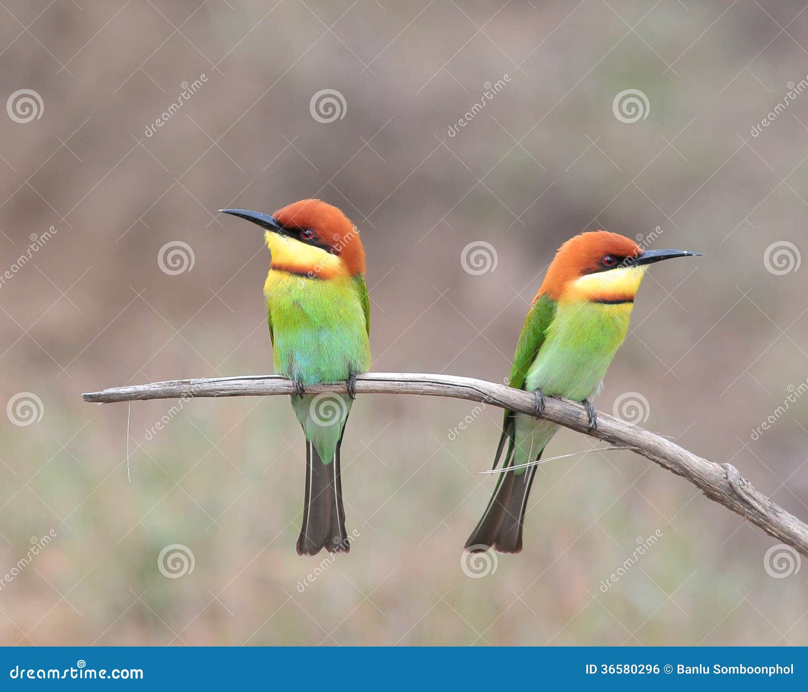 Chestnut-headed Bee-eater stock photo. Image of creature - 36580296