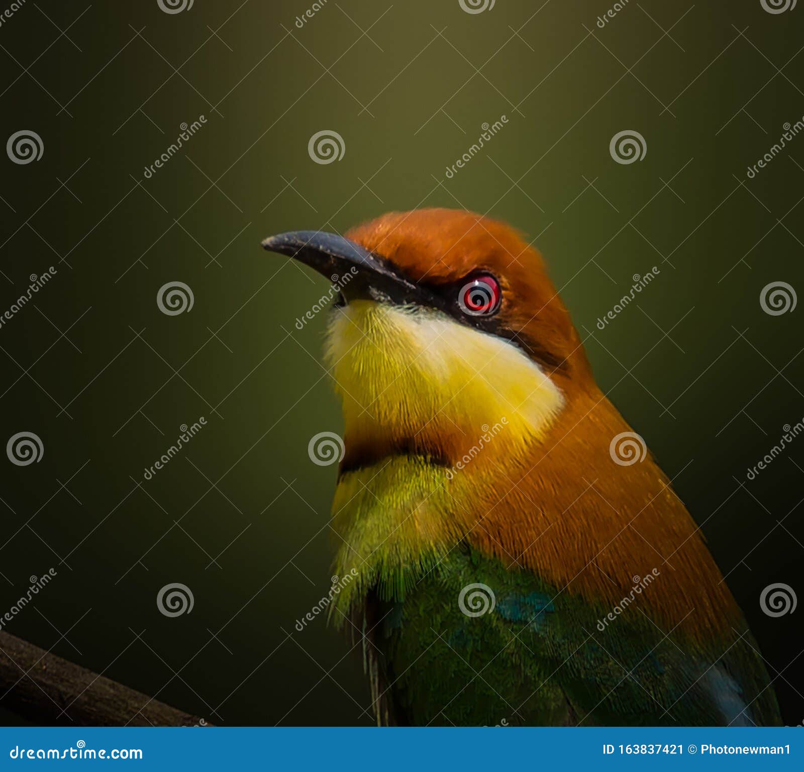 Chestnut-headed Bee-eater Merops Leschenaulti Stock Image - Image of ...