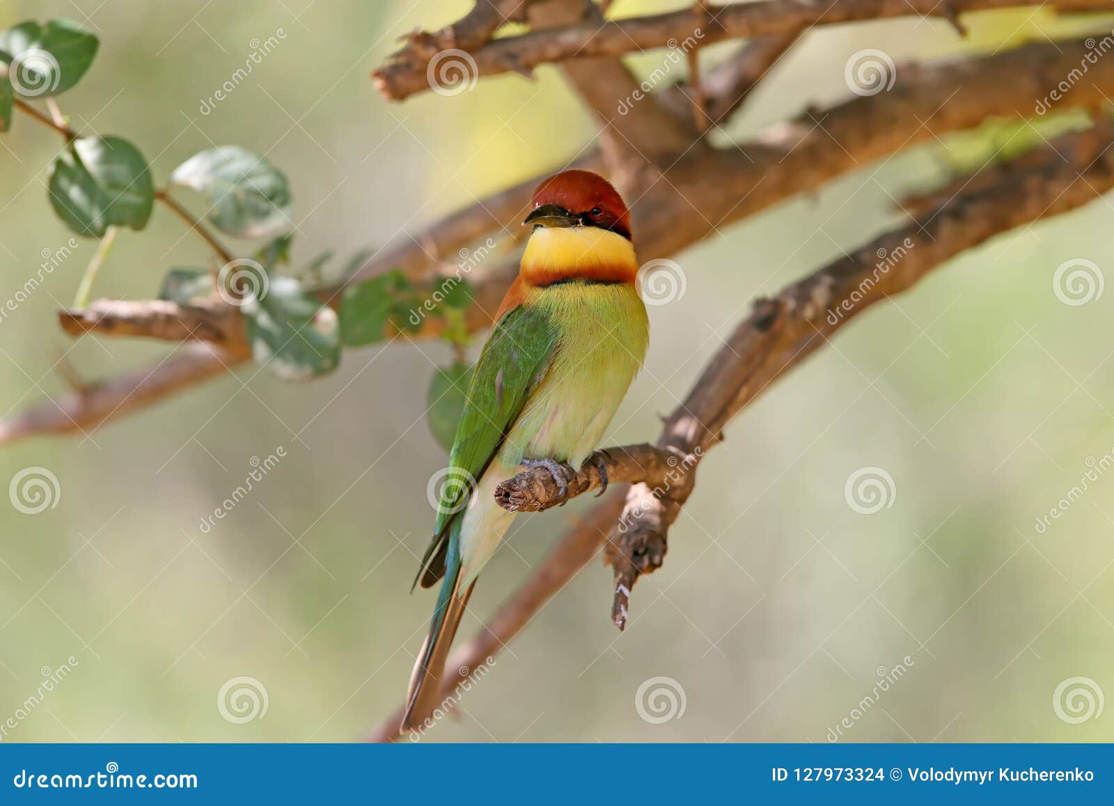 The Chestnut-headed Bee-eater Merops Leschenaulti Stock Photo - Image ...