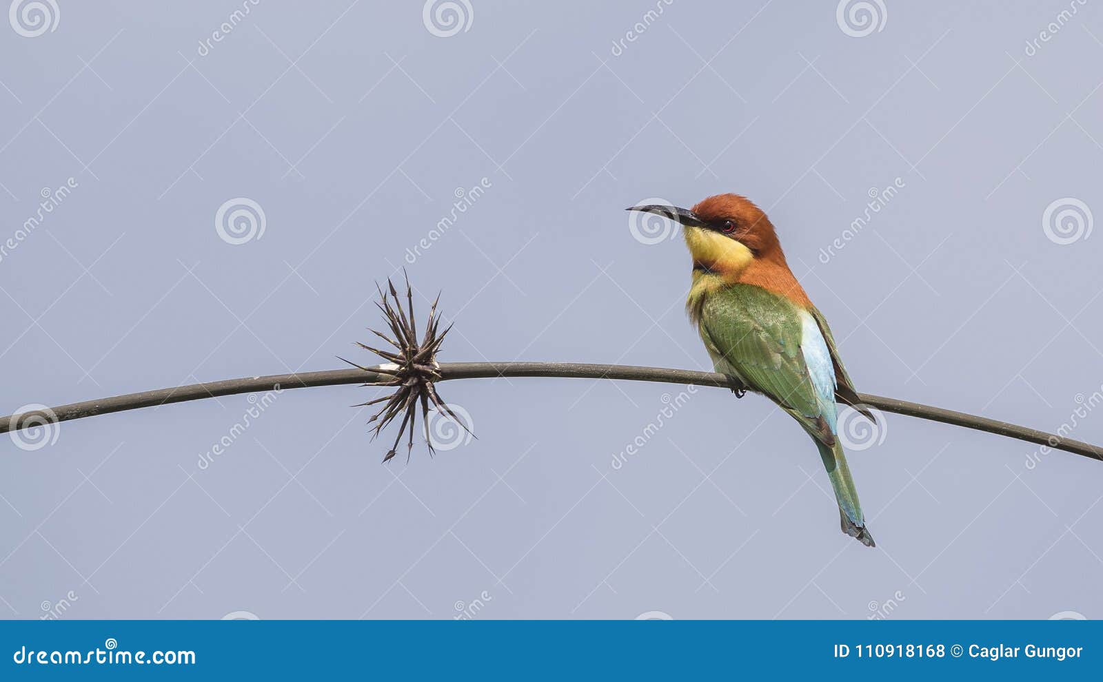 Chestnut-headed Bee-eater on Tree Branch Stock Photo - Image of blue ...