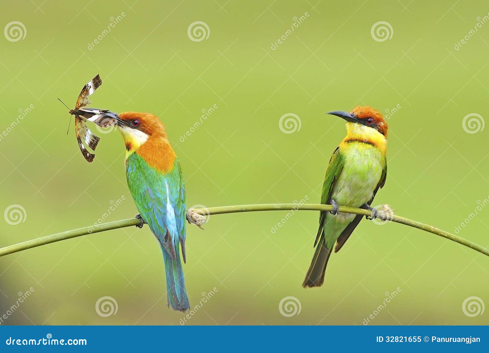 Chestnut-headed Bee-eater stock image. Image of green - 32821655