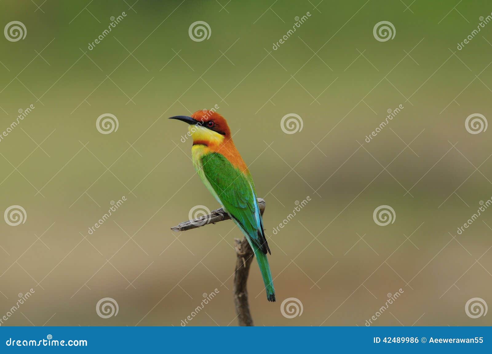 Chestnut-headed Bee-eater stock photo. Image of colorful - 42489986