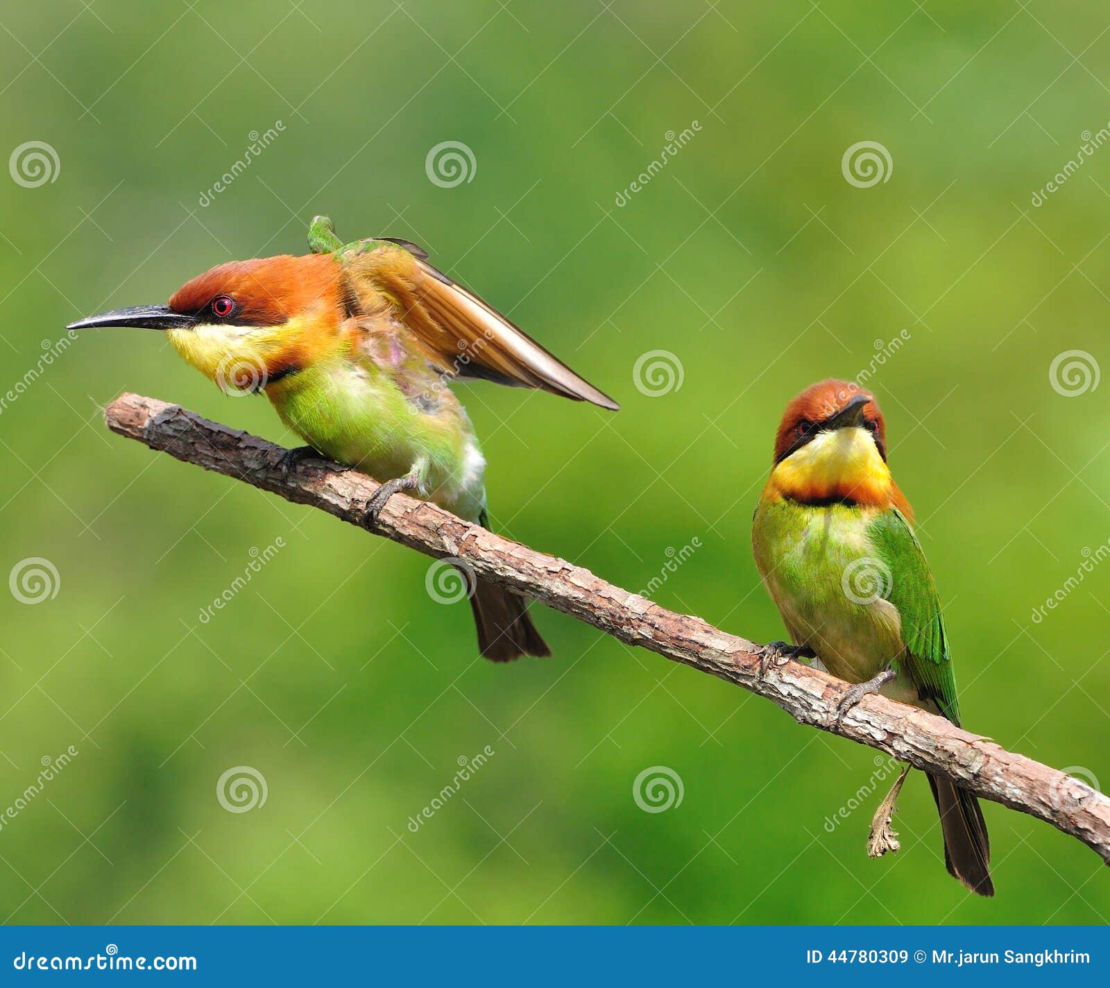 Chestnut-headed Bee-eaters stock image. Image of asia - 44780309
