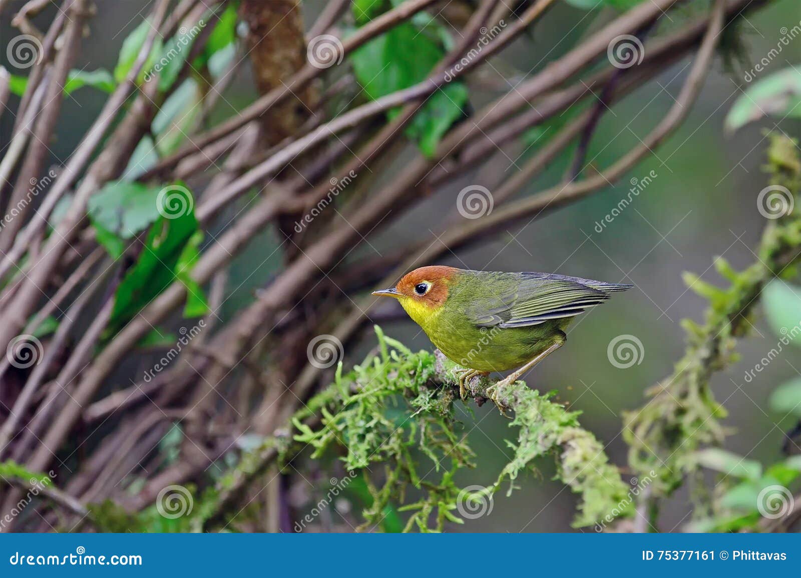 Chestnut-headed Tesia, Beautiful Bird Perching on Branch As Back Stock ...