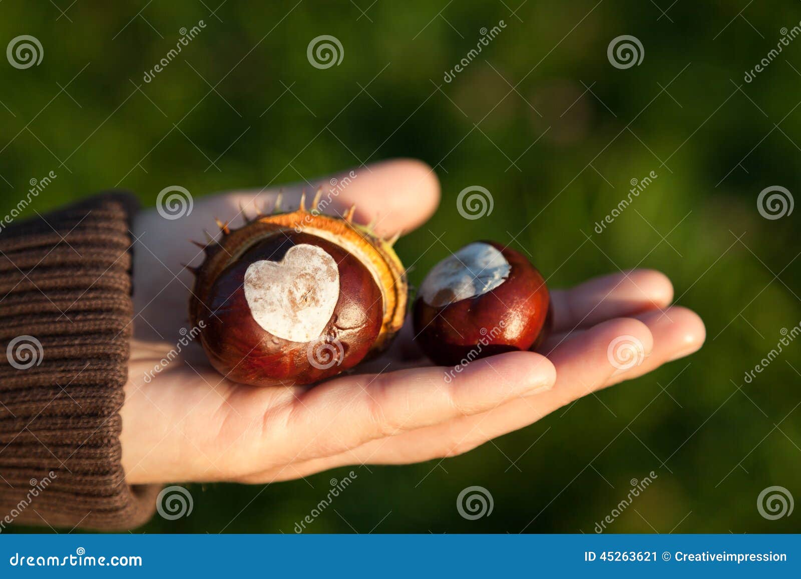 Chestnut and heart shape stock image. Image of background - 45263621