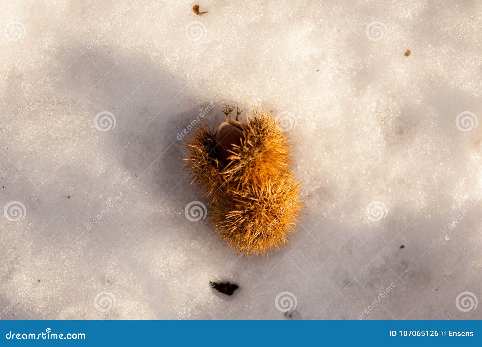 Chestnut hedgehog stock photo. Image of traditional - 107065126