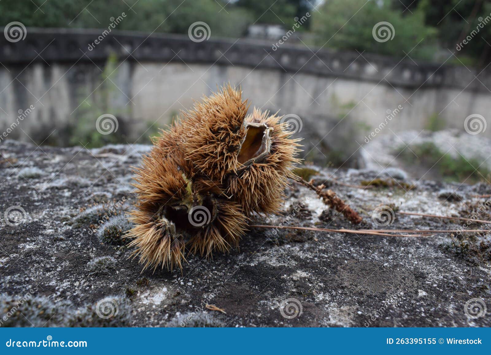 Chestnut Hedgehog on Rocky Surface in the Park Stock Image - Image of ...