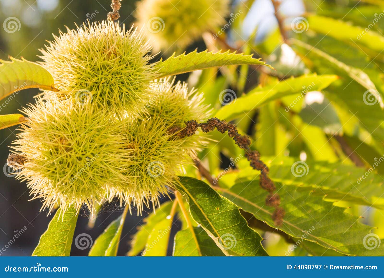 Chestnut hedgehog stock image. Image of sativa, autumn - 44098797