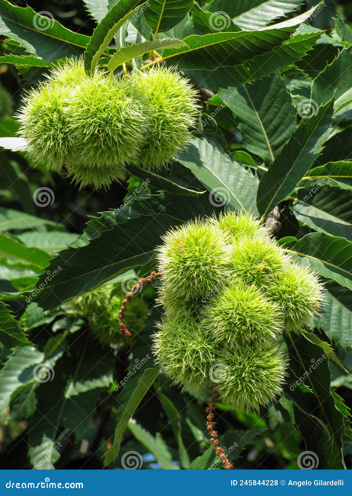Chestnut Hedgehogs on the Tree on a Sunny Day Stock Photo - Image of ...