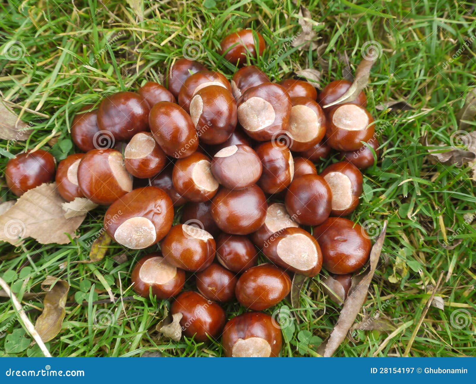 Chestnut horse conker stock image. Image of ingredient - 28154197