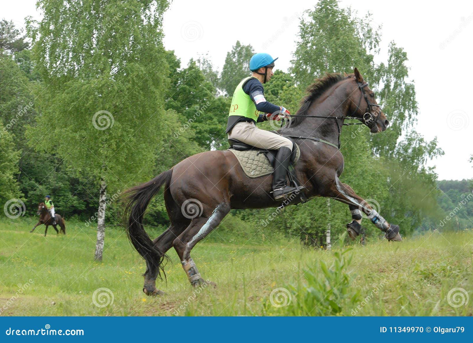 Chestnut horse gallop editorial image. Image of competitive - 11349970
