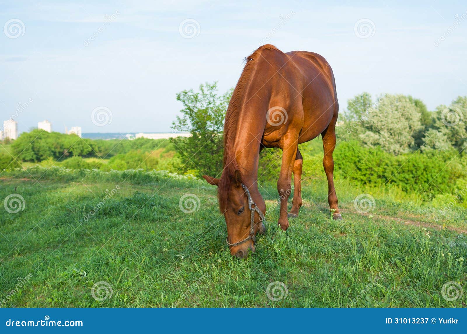 Chestnut Horse Grazing on a Spring Pasture Stock Image - Image of horse ...