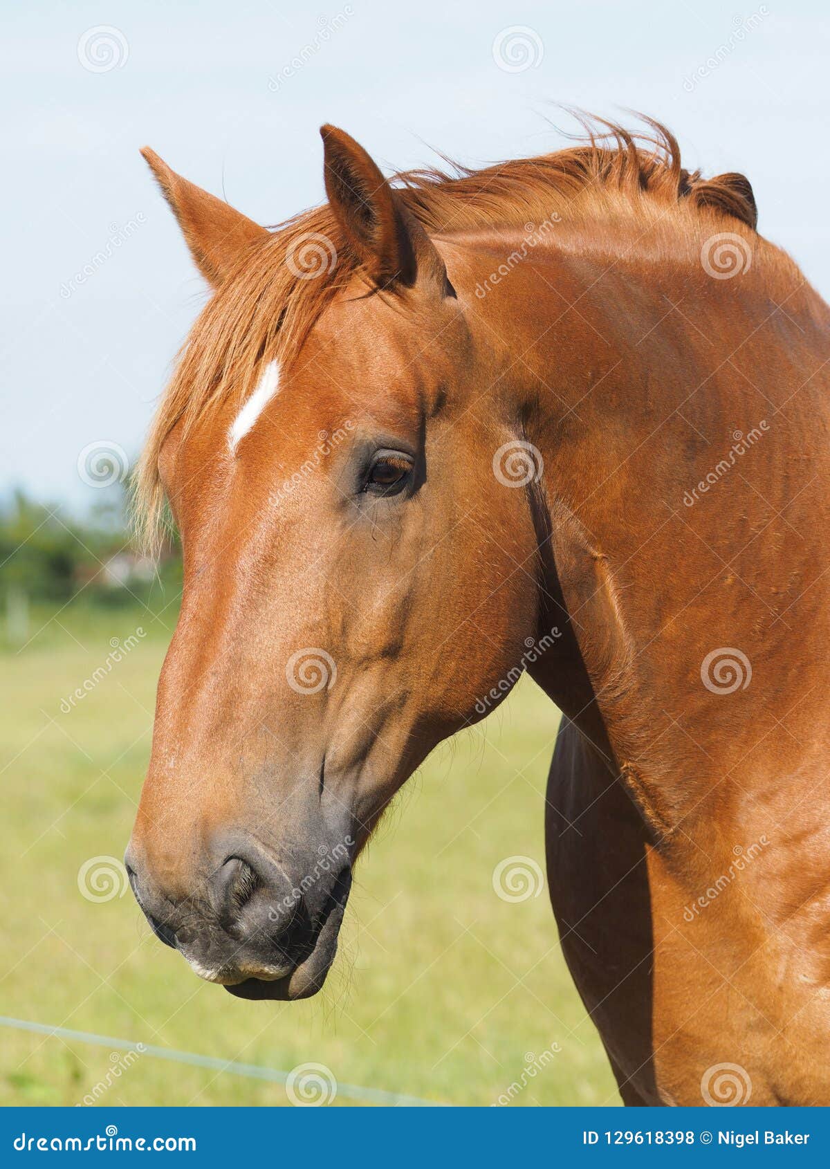 Chestnut Horse stock photo. Image of outdoors, face - 129618398