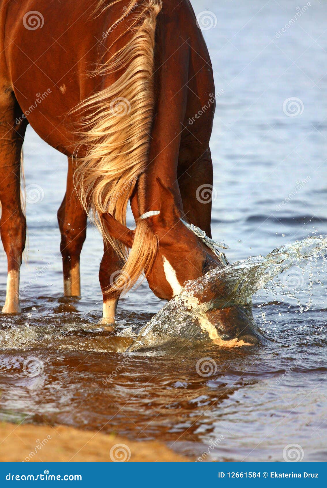 Chestnut Horse Playing with Water Stock Photo - Image of halter ...