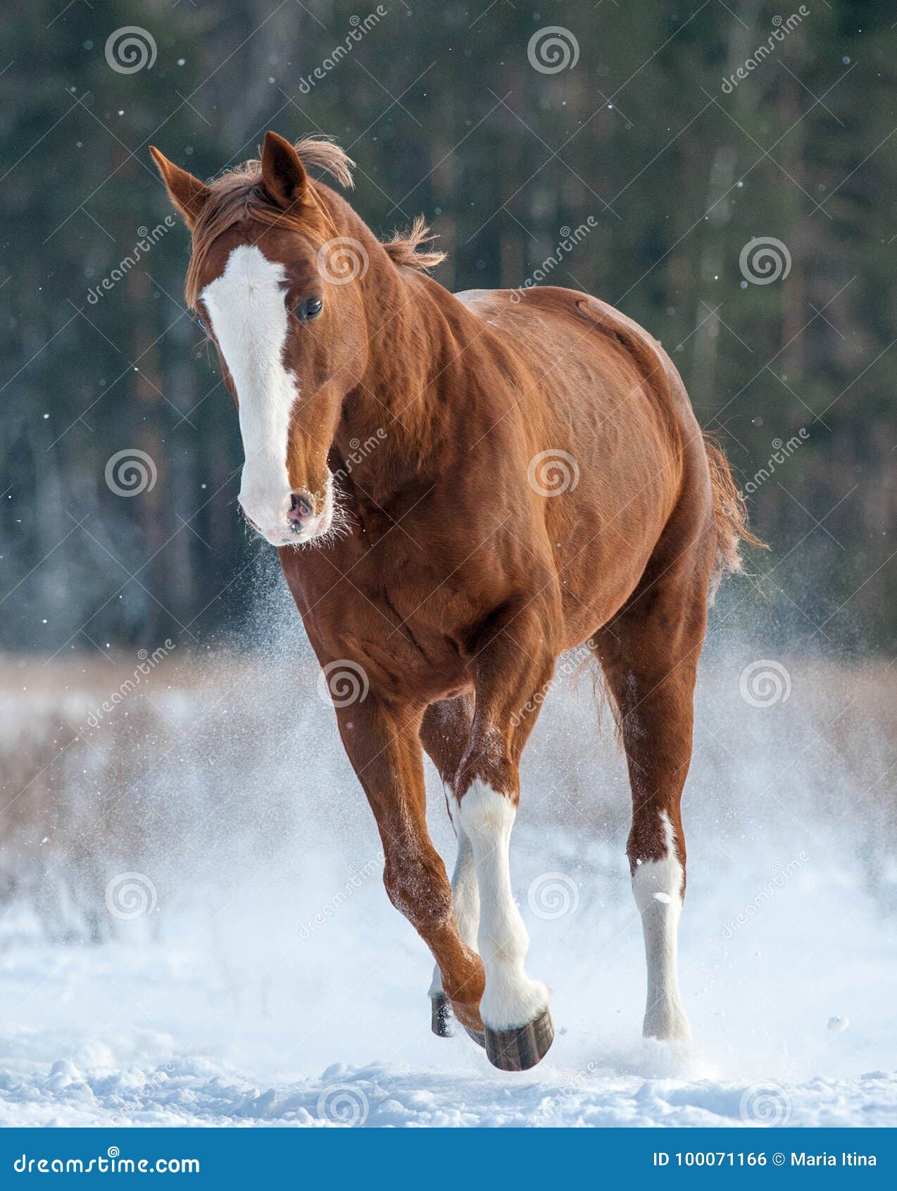 Chestnut Horse Running in Winter Stock Photo - Image of cold, farm ...