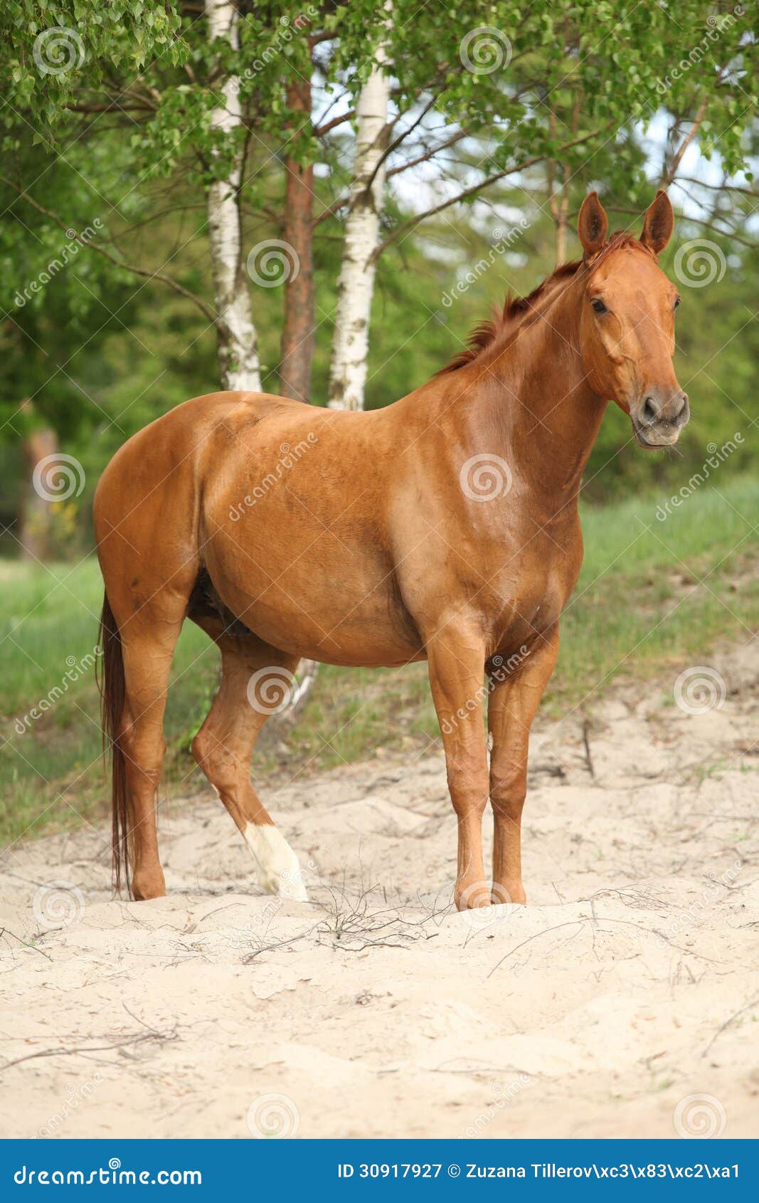 Light Chestnut Horse