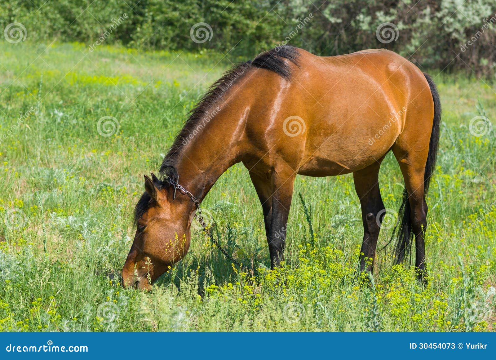 Chestnut Horse on a Spring Pasture Stock Image - Image of fauna ...