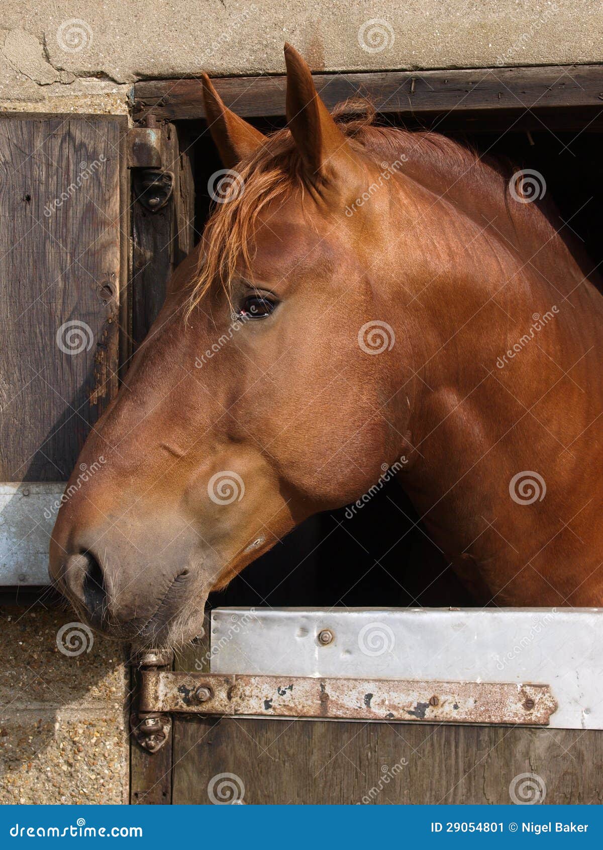 Chestnut Horse in the Stable Stock Image - Image of eyes, head: 29054801