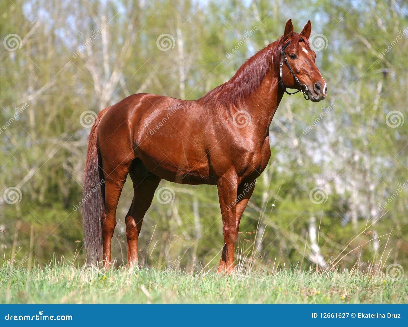 Chestnut Quarter Horse With Star