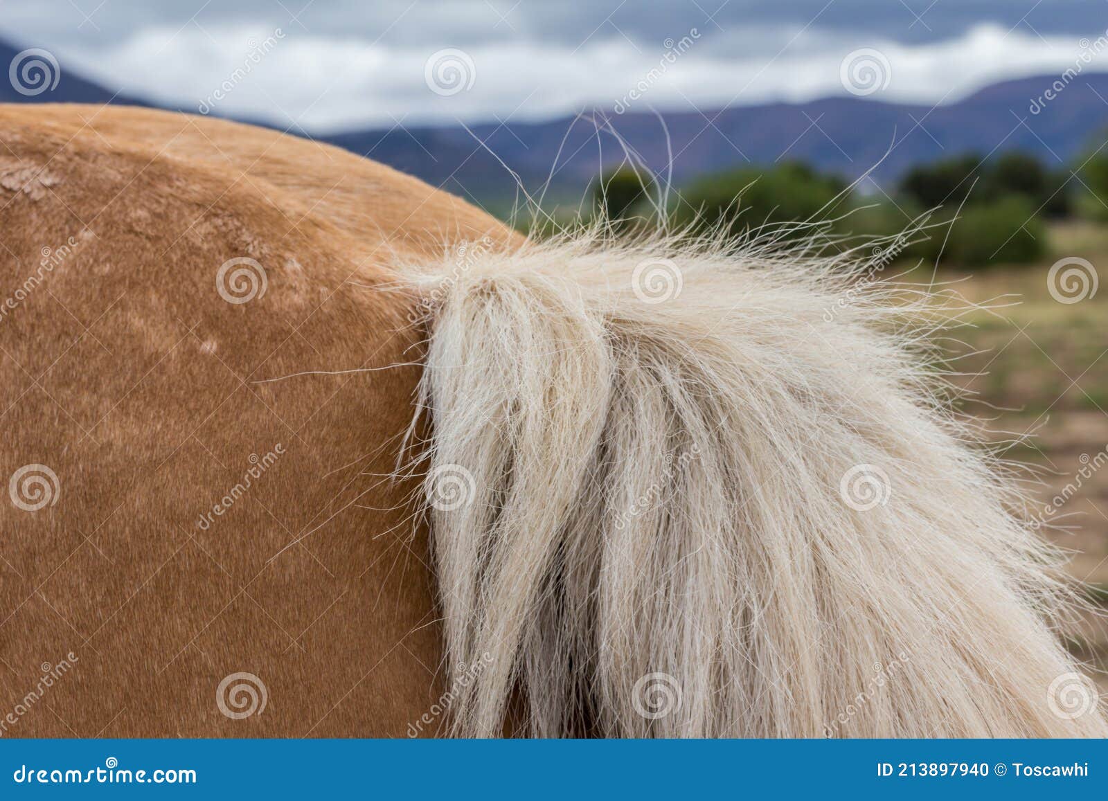 Chestnut Horse Tail Close Up Outdoors on a Cloudy Day - Horizontal ...