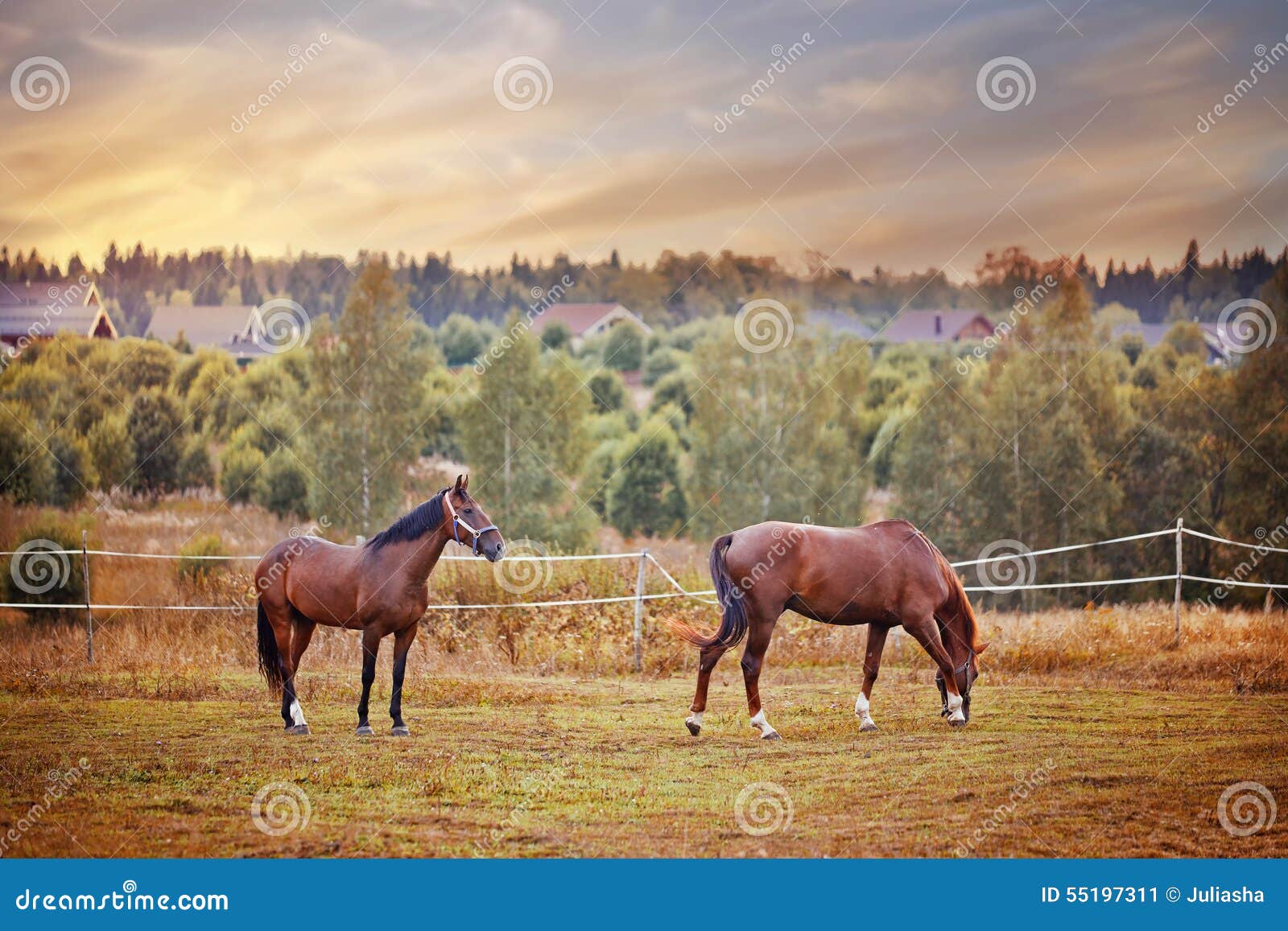 Chestnut Horses Grazing in Paddock Stock Image - Image of galloping ...